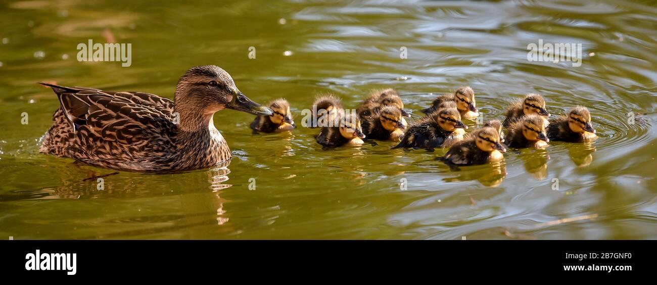 Canal uk forage hi-res stock photography and images - Alamy