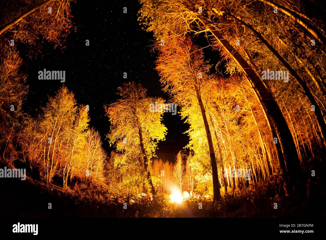 Camp in the forest with big trees and bonfire at night starry sky Stock ...