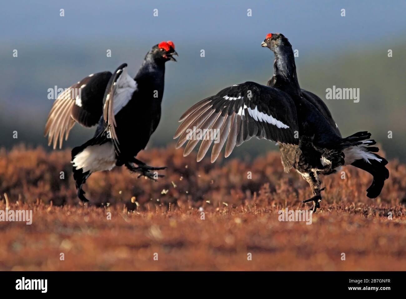 BLACK GROUSE, Scotland, UK Stock Photo - Alamy