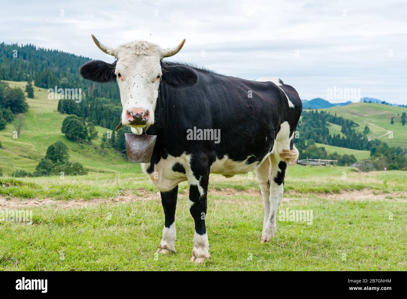 cow on a mountain meadow, Pieniny, Poland Stock Photo - Alamy