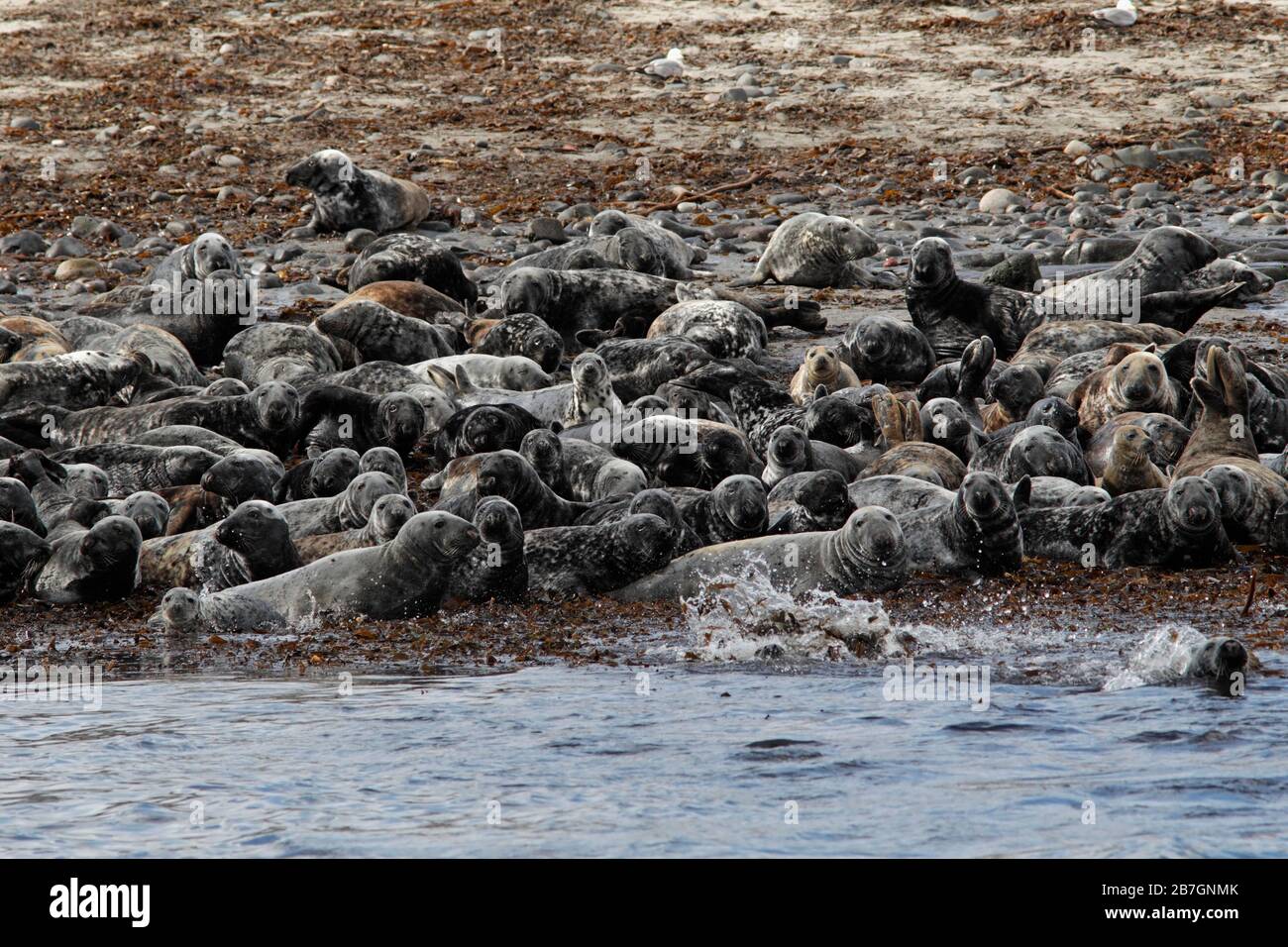 Halichoerus grypus, uk colony hi-res stock photography and images - Alamy