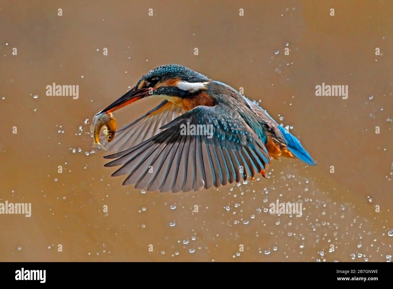 Kingfisher in flight hi-res stock photography and images - Alamy