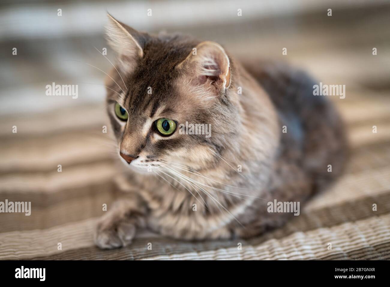 Cat on top of blanket hi-res stock photography and images - Alamy