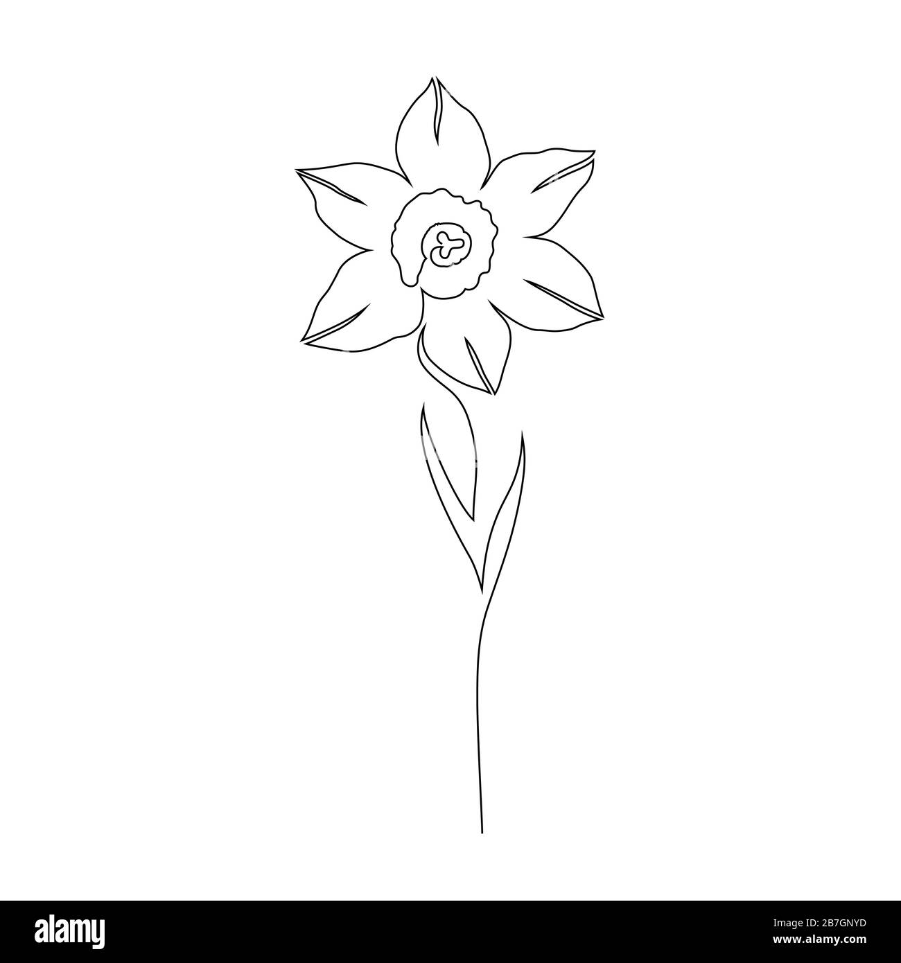 Daffodils in blossom Black and White Stock Photos & Images - Alamy