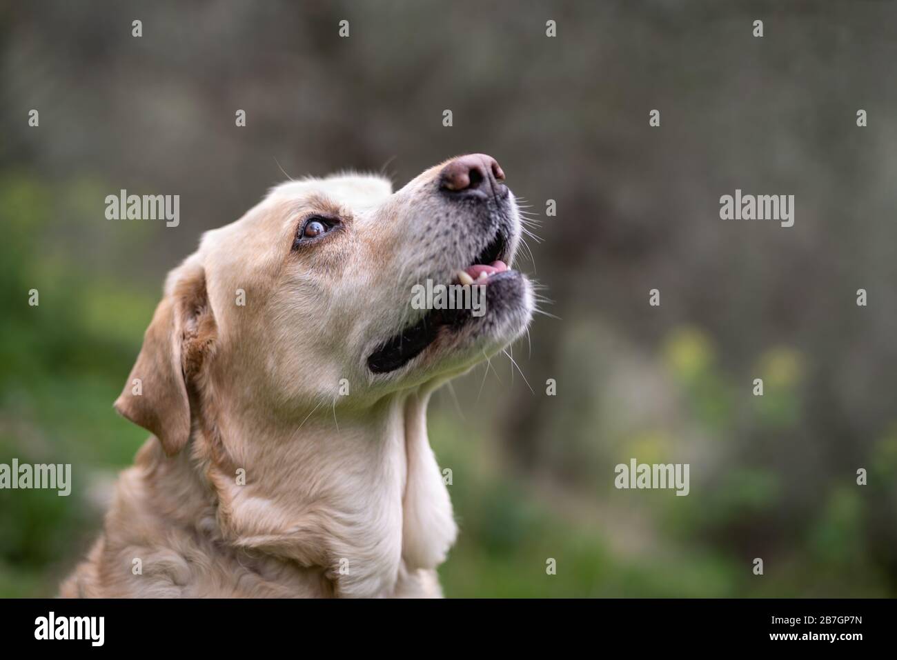 Senior yellow labrador retriever hi-res stock photography and images ...