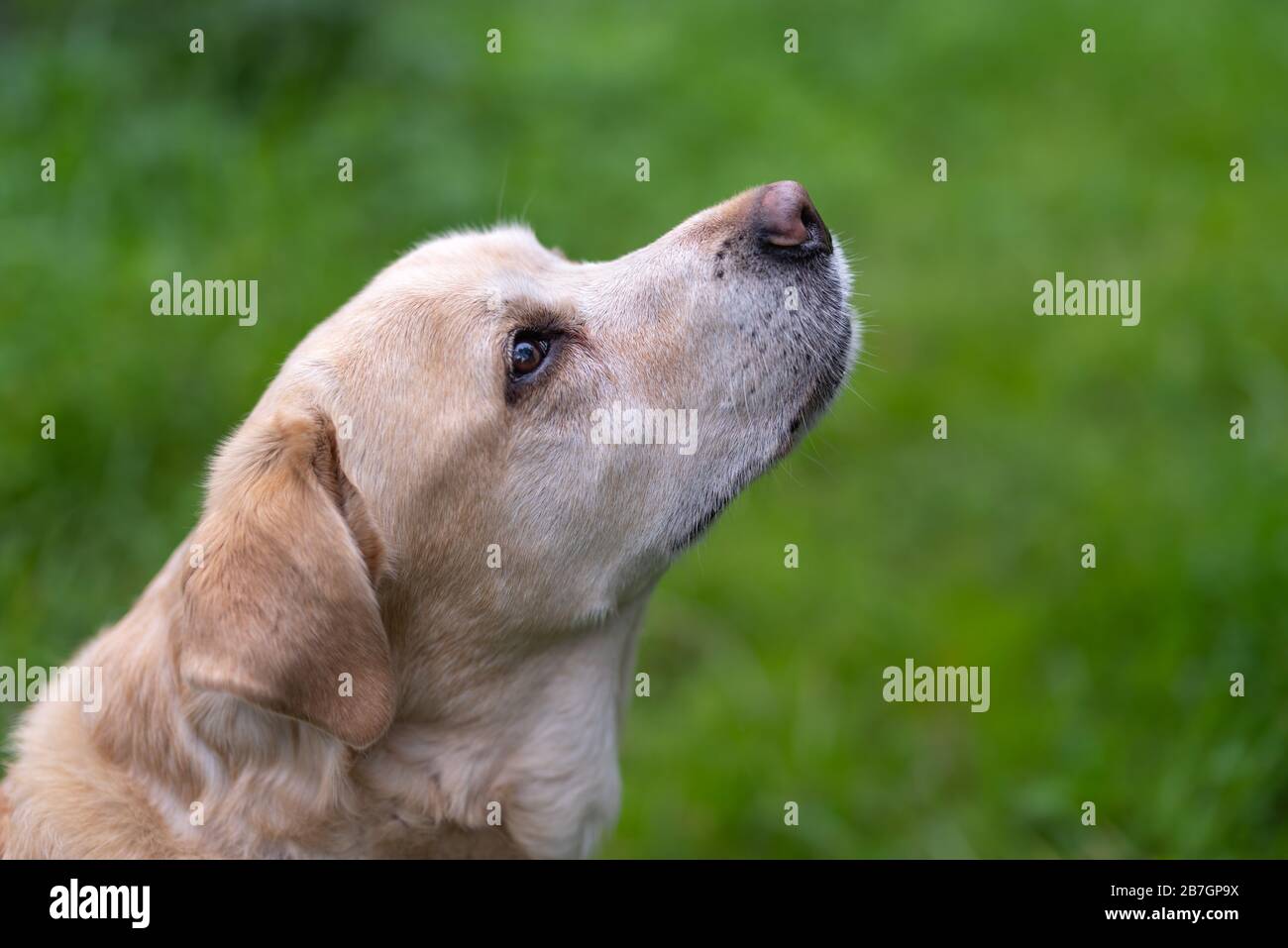 An elderly Labrador Retriever standing and looking away Stock Photo - Alamy