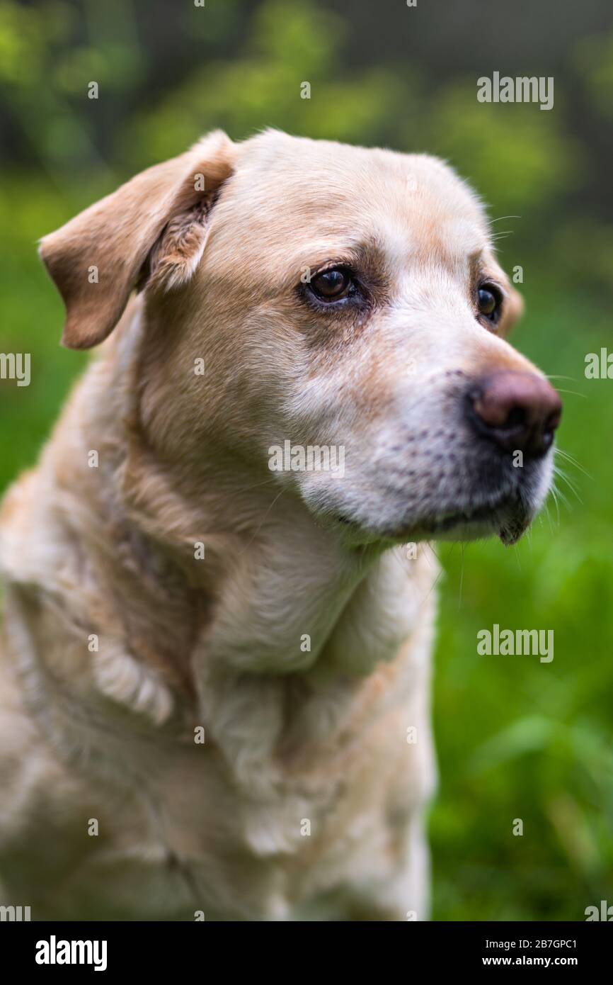 Golden retriever portrait years old hi-res stock photography and images ...