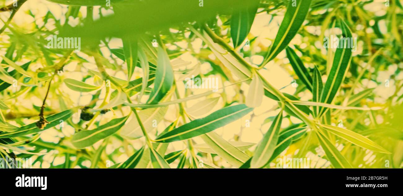 Botanical background, olive tree branches and leaves in summer ...