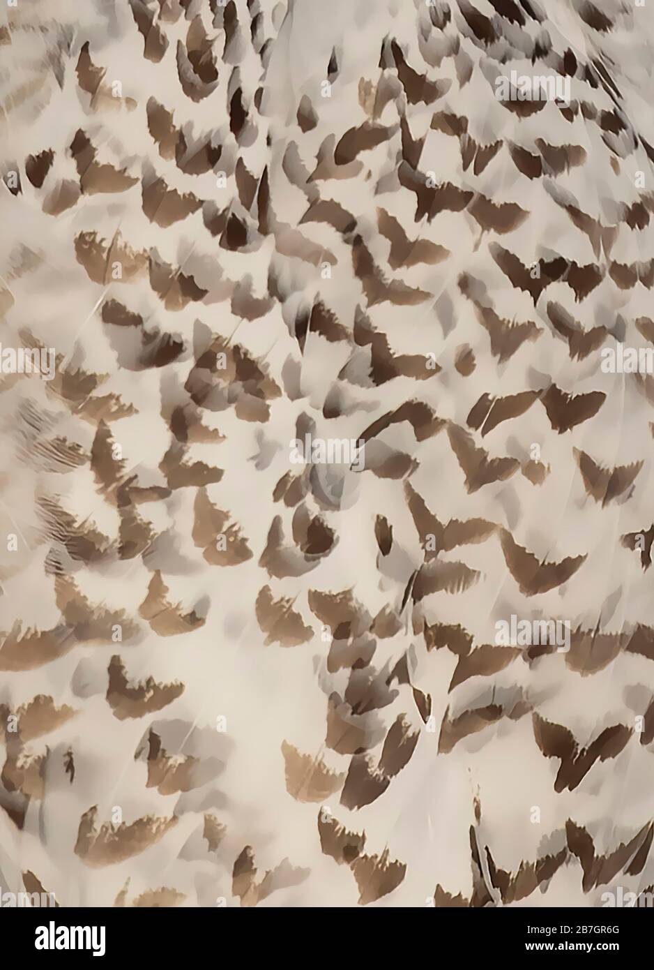 Owl patterns hi-res stock photography and images - Alamy