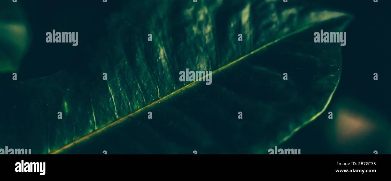 Green leaf texture as tropical botanical garden background, nature and ...