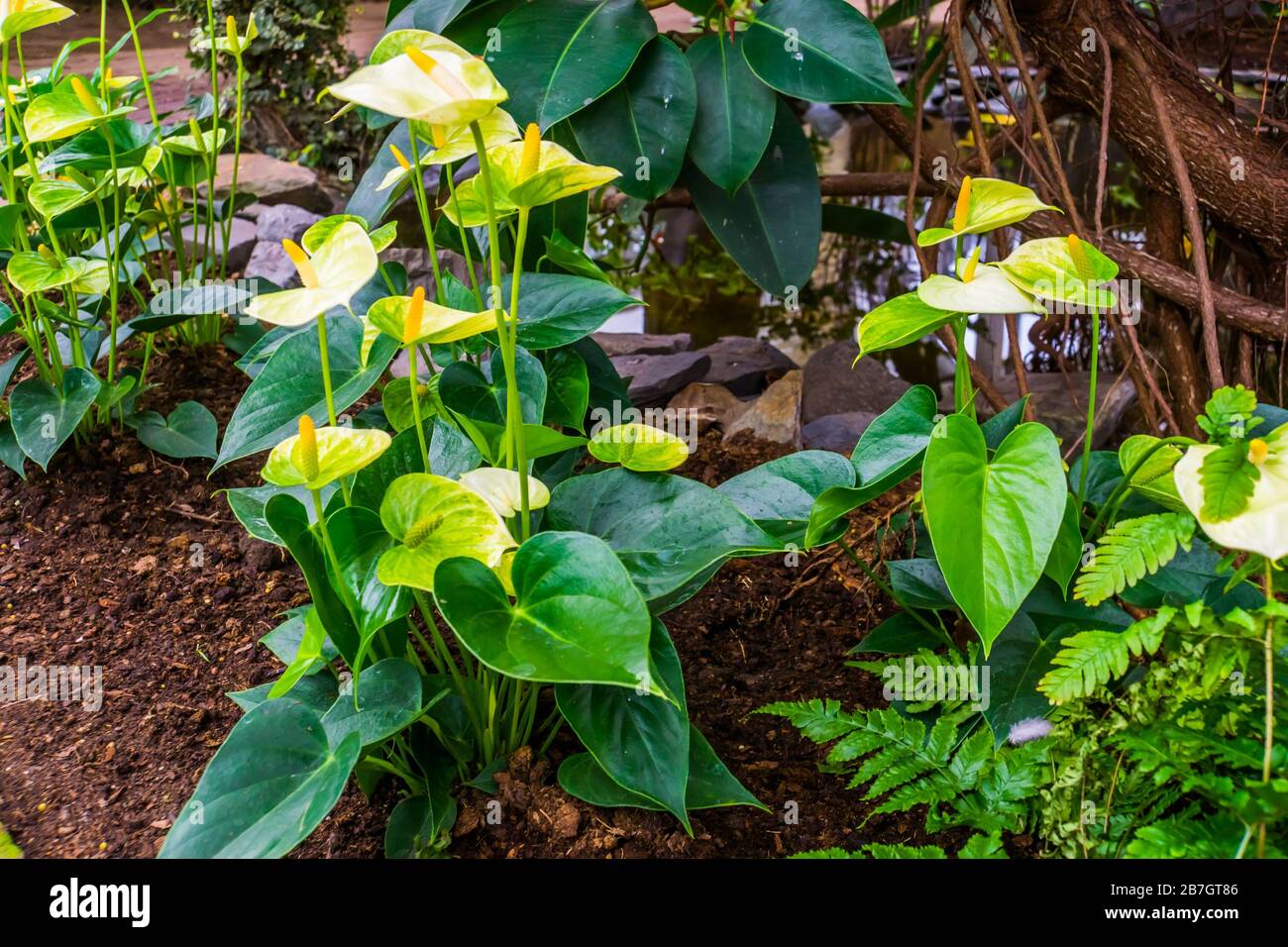 peace lily plants in a tropical garden, popular spathe flower, exotic ...