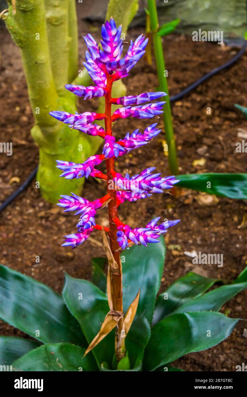 closeup of a Aechmea Blue Tango plant in a tropical garden, exotic ...