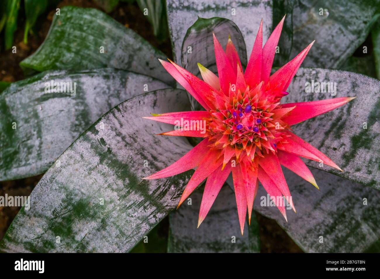 macro closeup of the blooming flower of a urn plant, colorful tropical ...