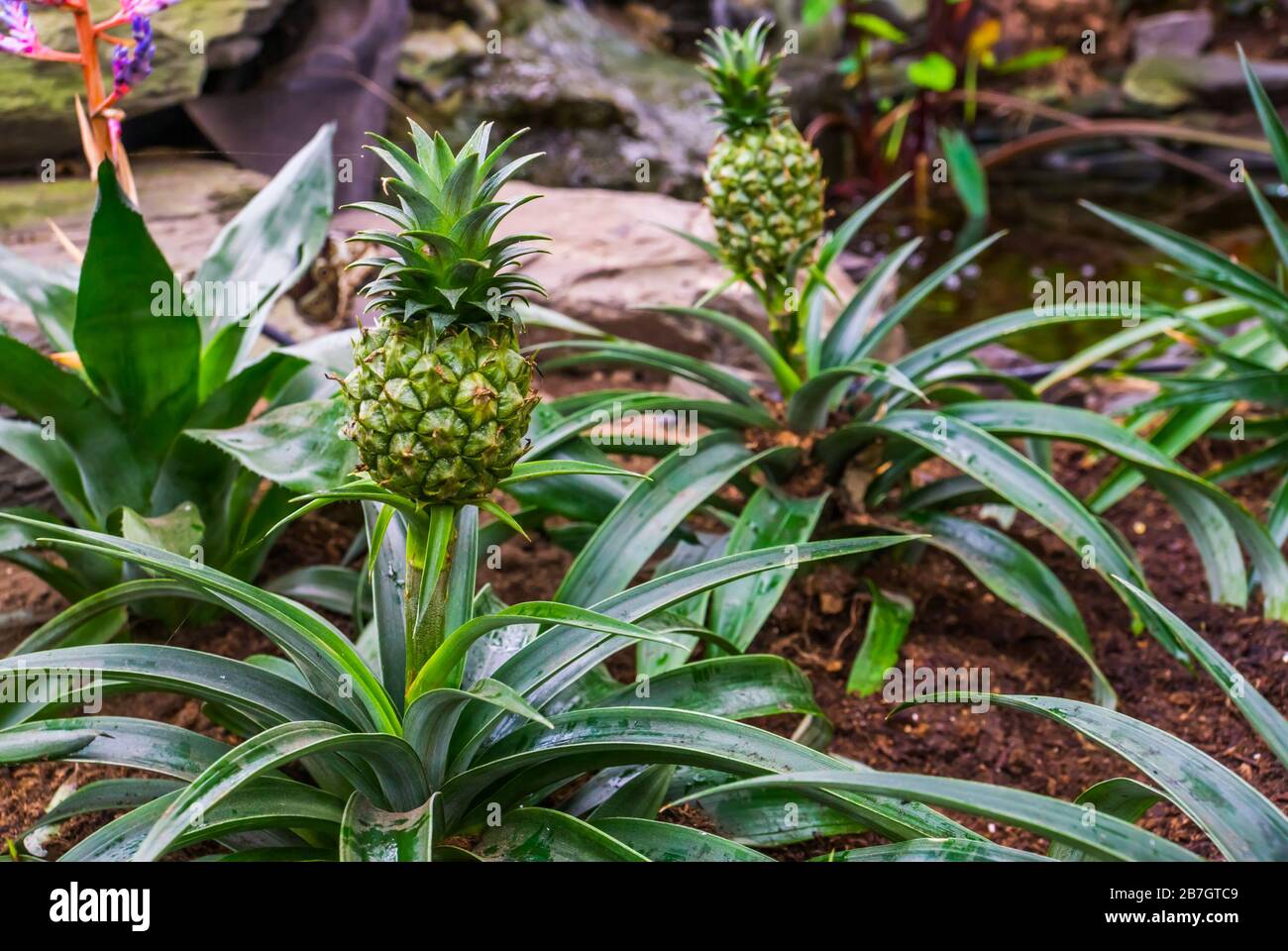 small pineapples growing on plants, tropical garden, popular exotic ...
