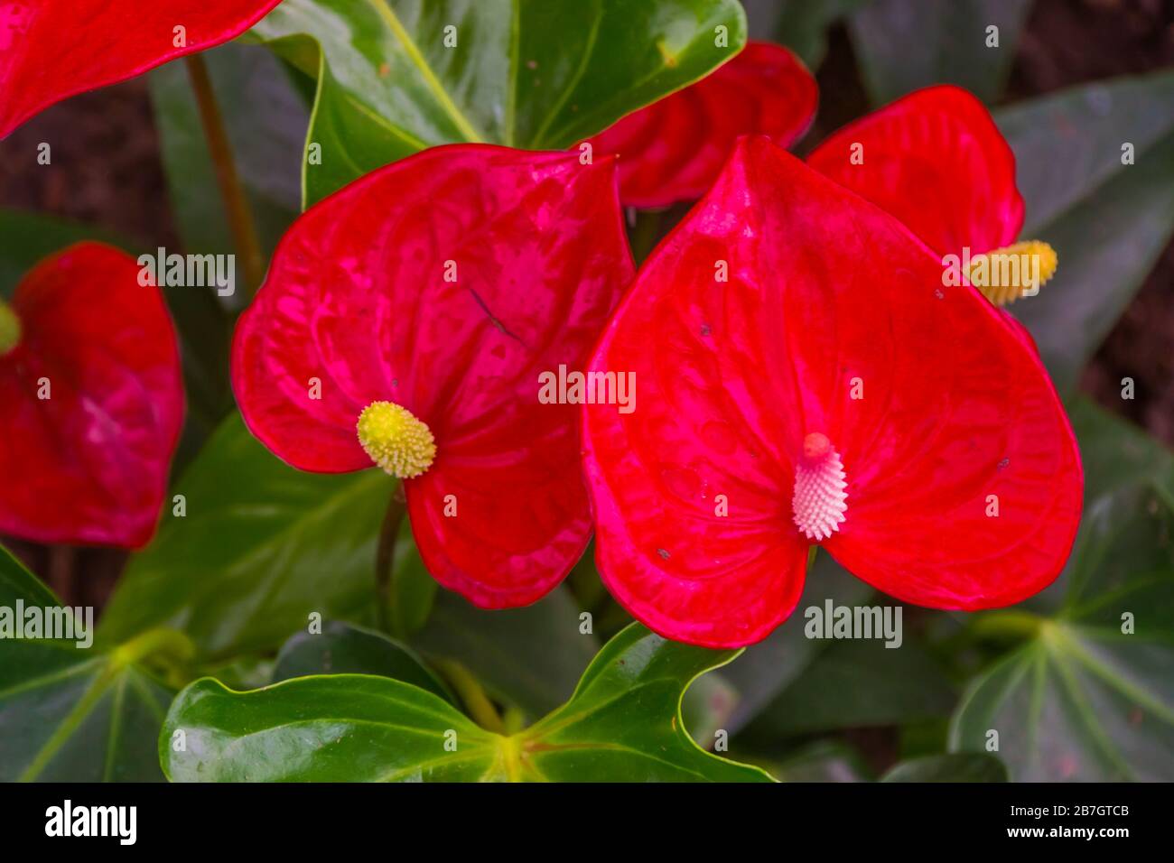 Flamingo plant hi-res stock photography and images - Alamy