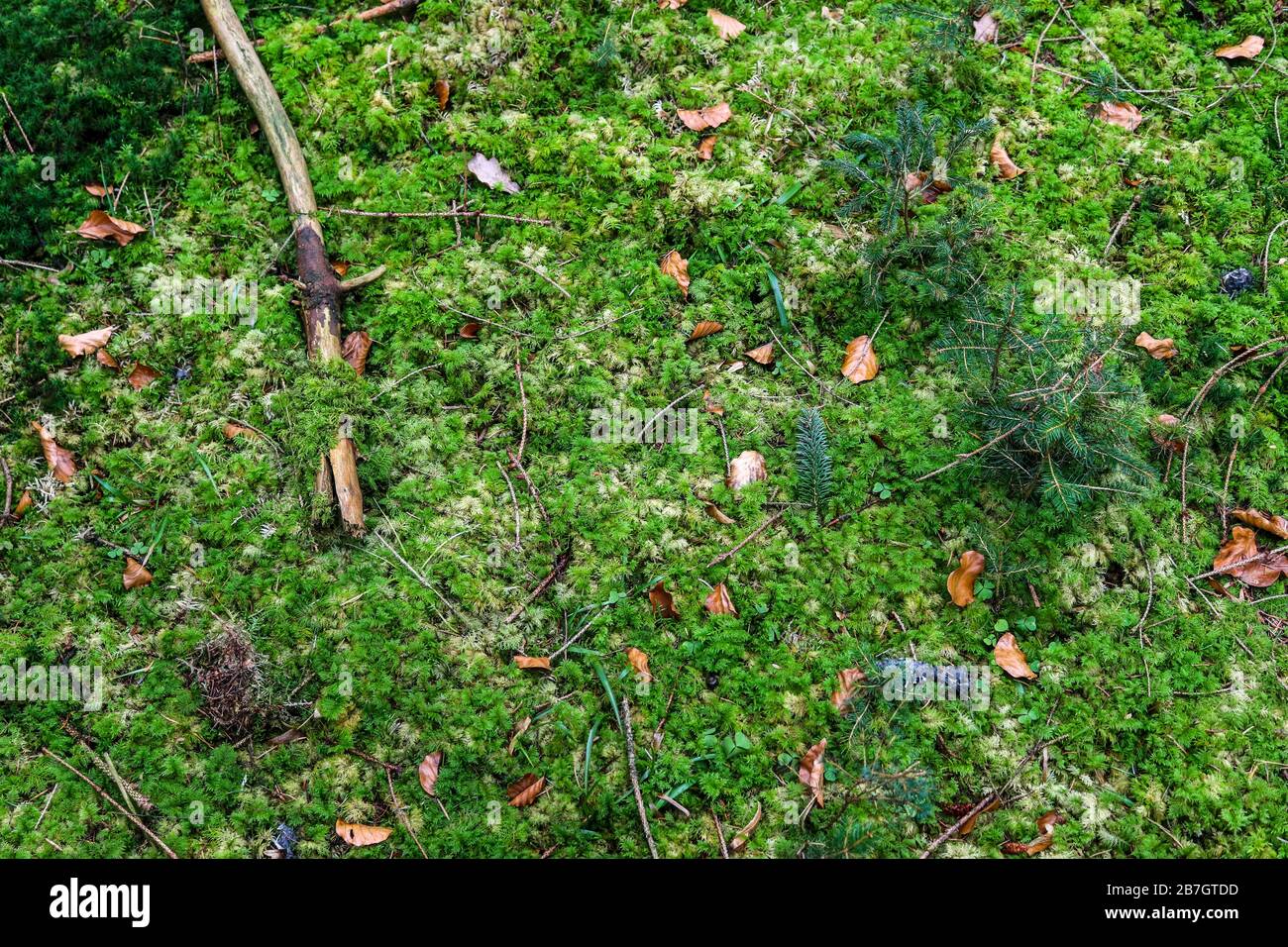 Detailed close up view on a forest ground texture with moss and ...