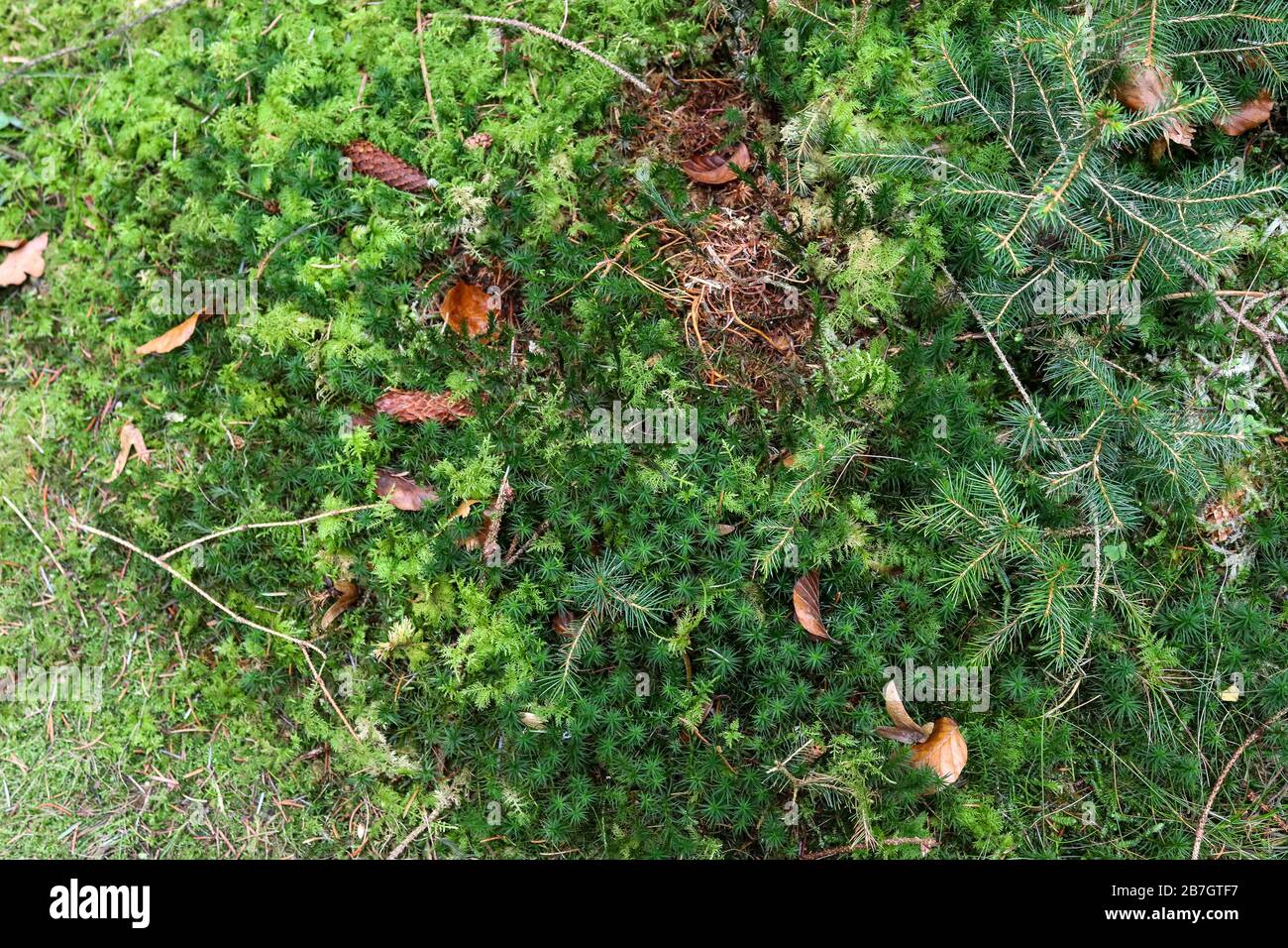 Detailed close up view on a forest ground texture with moss and ...
