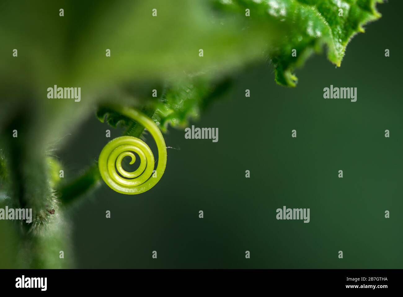 Plant Spiral Pattern High Resolution Stock Photography and Images - Alamy