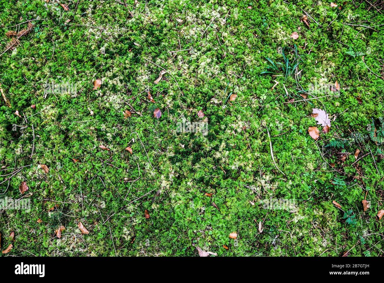 Detailed close up view on a forest ground texture with moss and ...