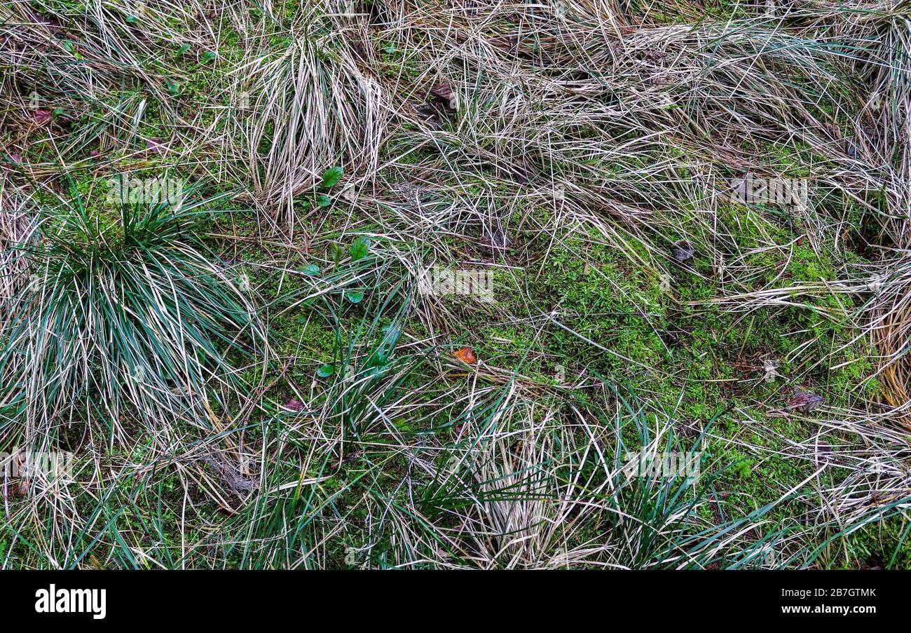 Detailed close up view on a forest ground texture with moss and ...