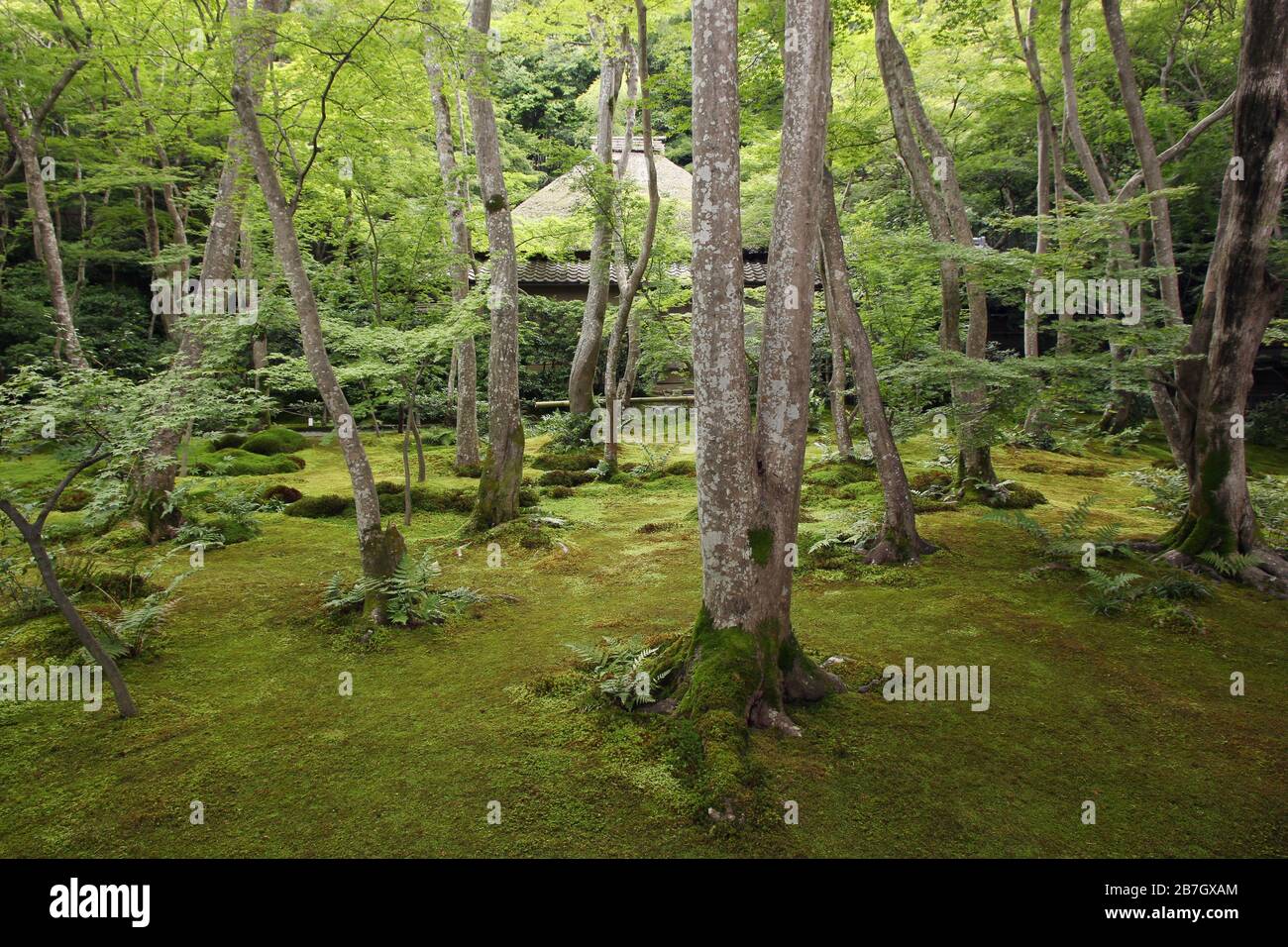 Gio ji arashiyama temple hi-res stock photography and images - Alamy Gio ji arashiyama temple hi-res stock photography and images - Alamy