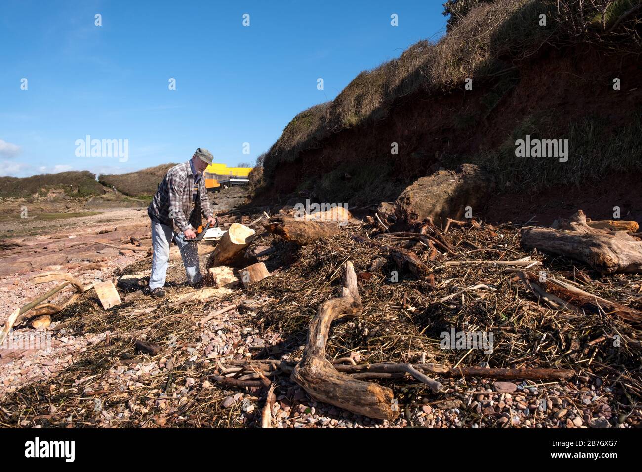 An opportunist using a chain saw to saw a washed up tree trunk on a ...
