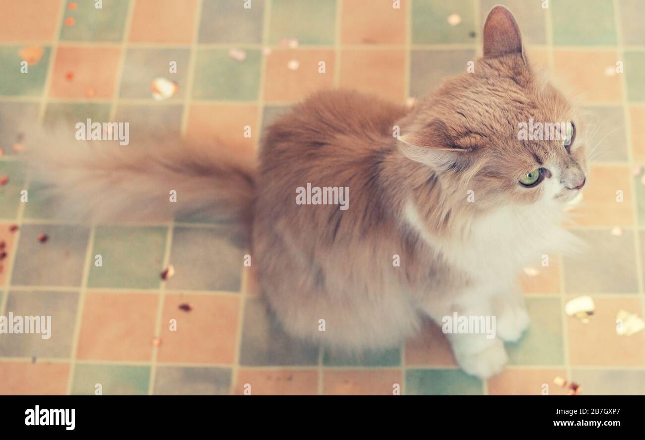 Fluffy offended beige cat with green eyes sits on the floor Stock Photo ...