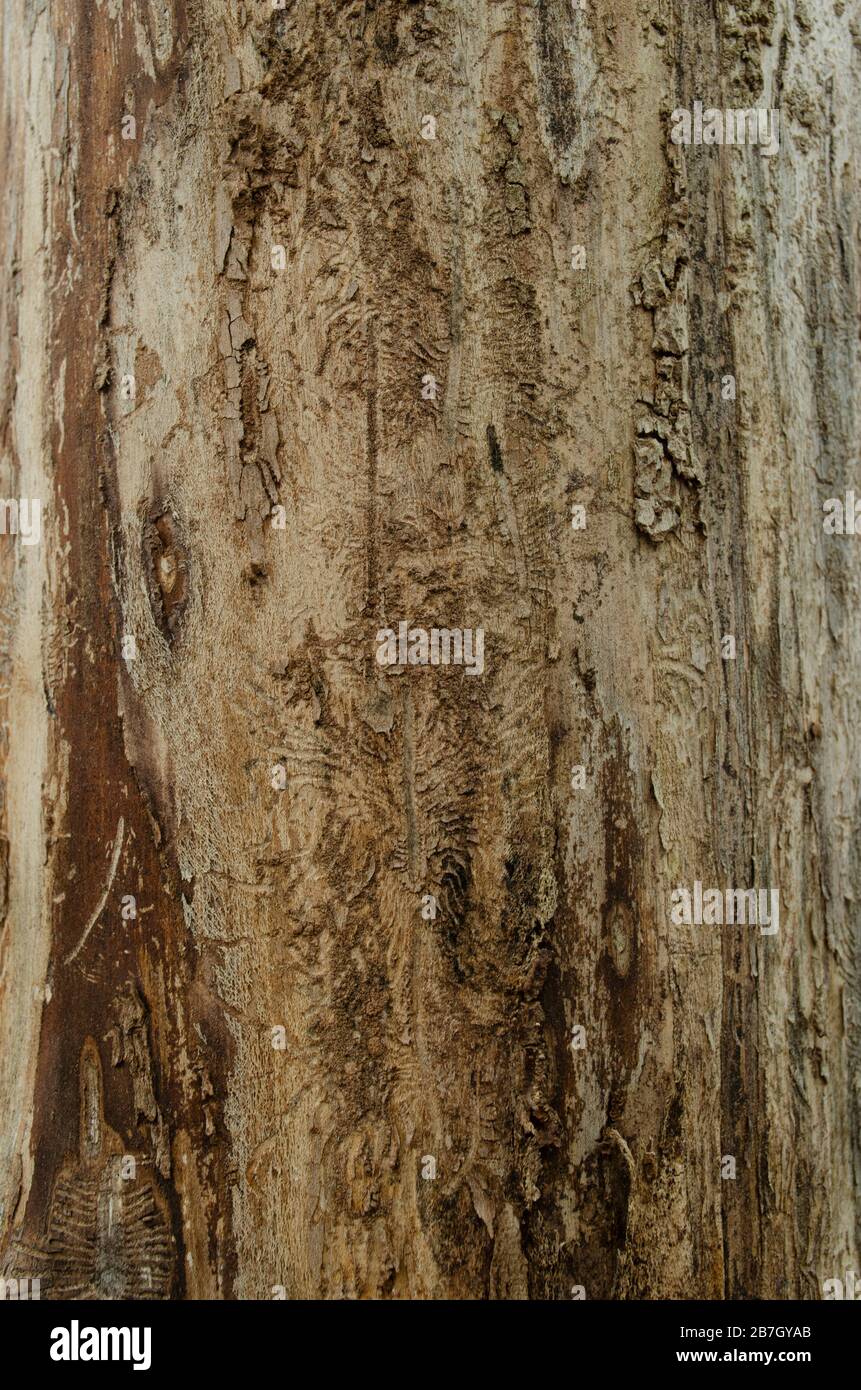 Smooth tree bark texture. Nature wooden texture closeup Stock Photo - Alamy
