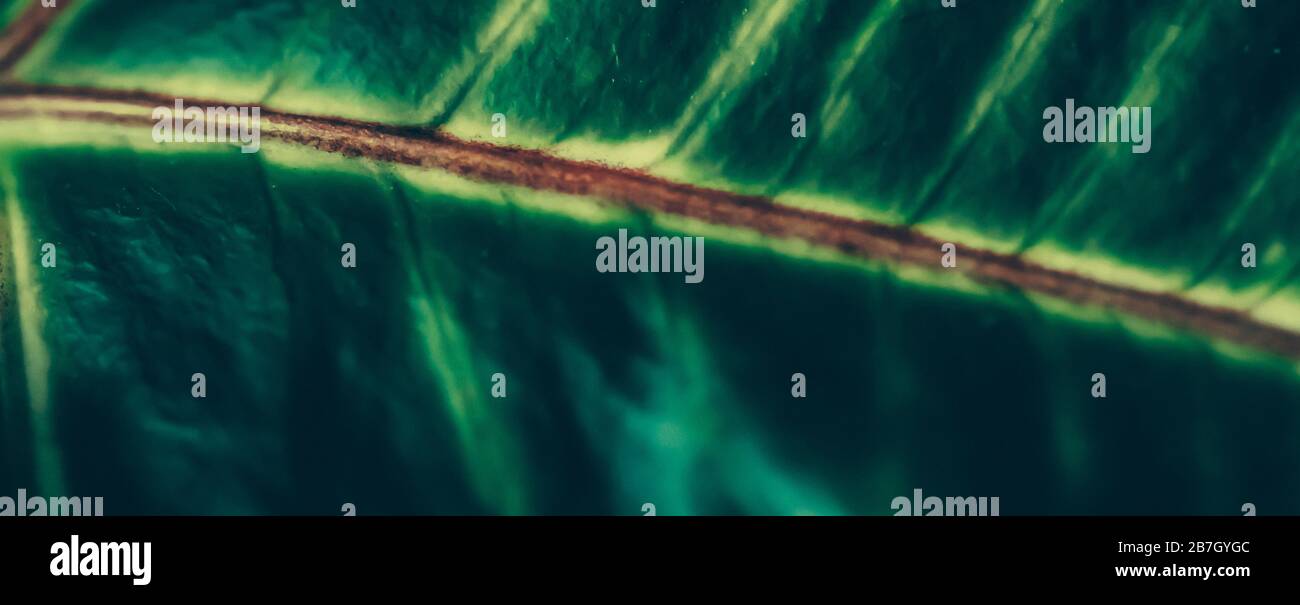 Green leaf texture as tropical botanical garden background, nature and ...