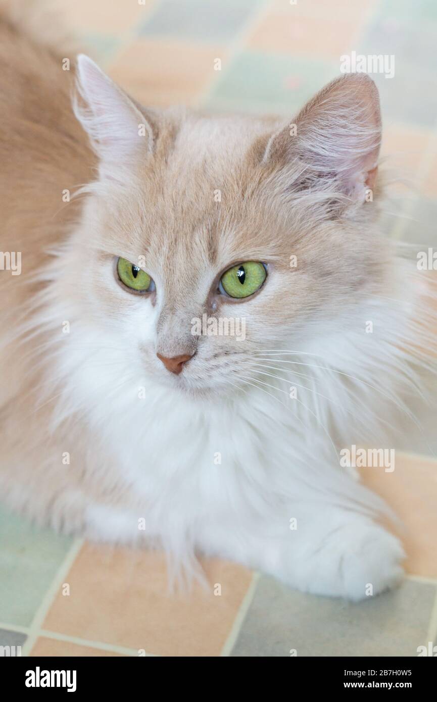 Portrait of a fluffy beige cat with green eyes. Close-up Stock Photo ...