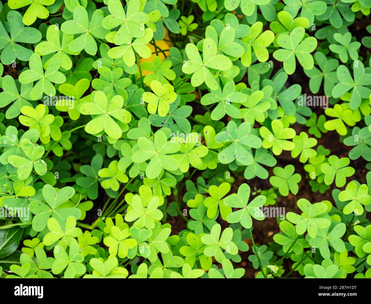 Large green clover field in forest. Nature background Stock Photo - Alamy