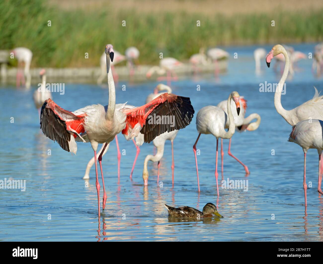Flamingos in water (Phoenicopterus ruber) with open wings seen from the ...
