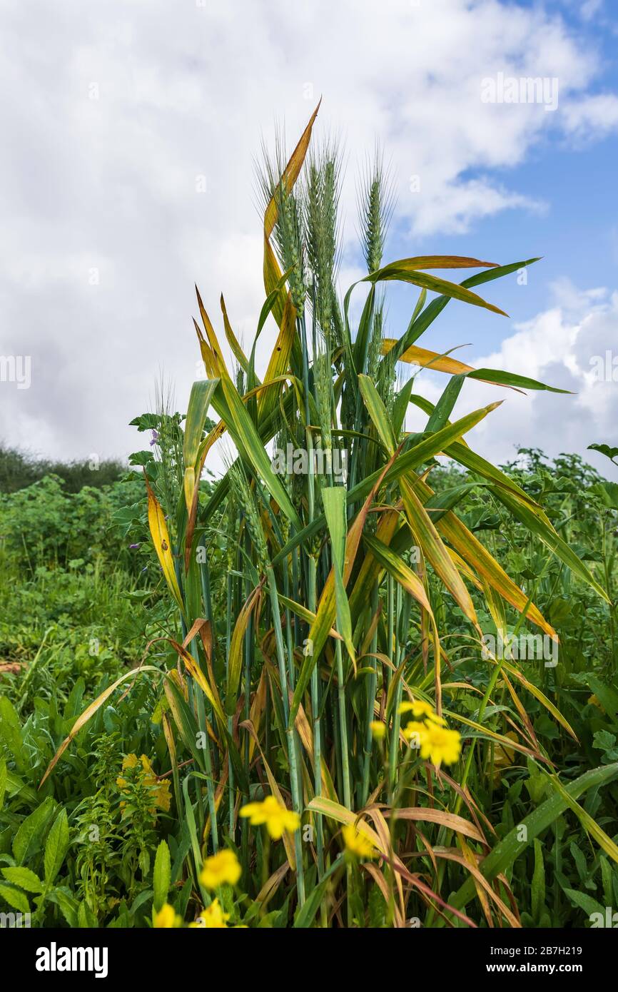 Wheat flower hi-res stock photography and images - Alamy