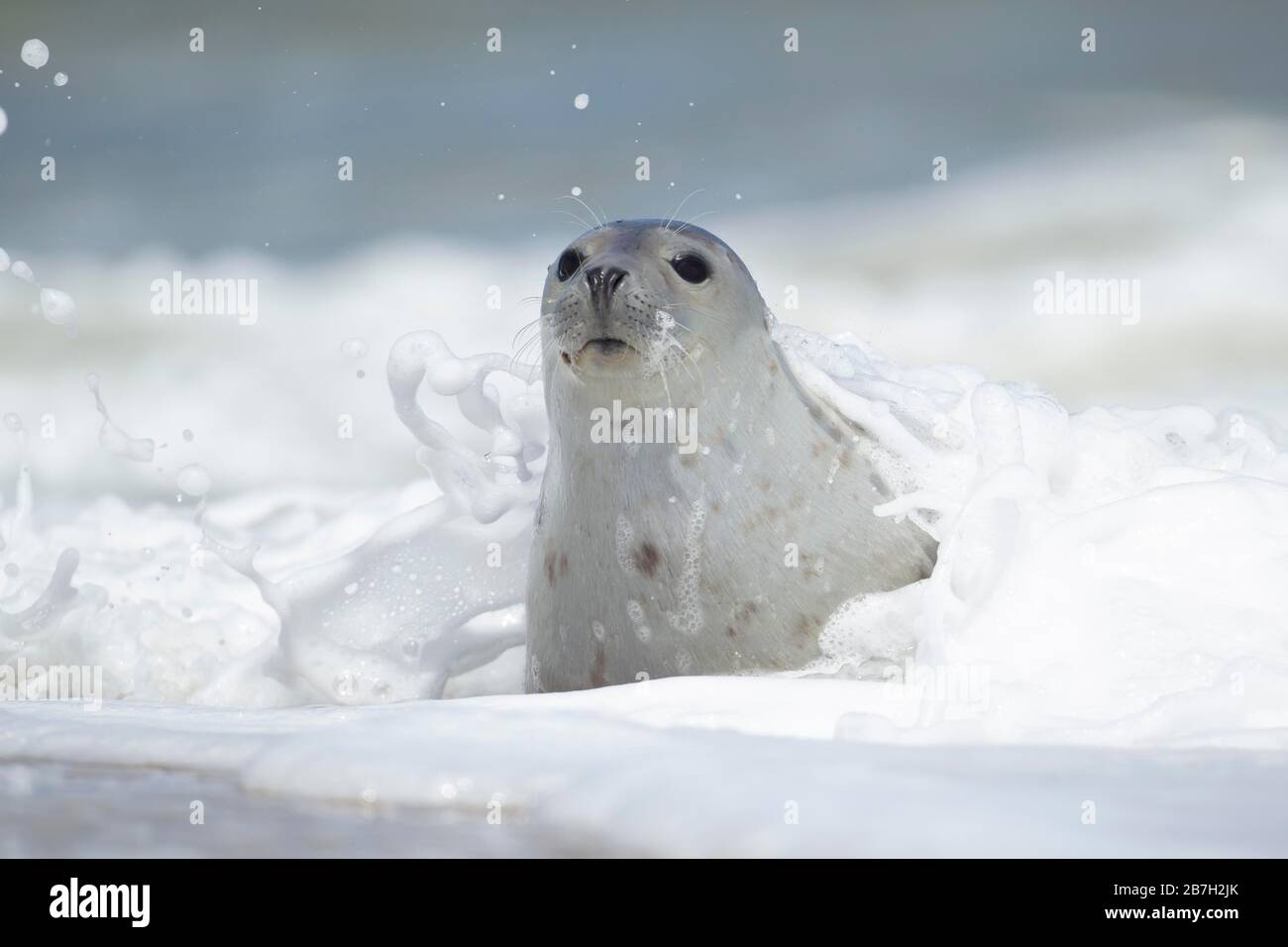 Common seal (Phoca vitulina) adult animal in the sea with a wave ...