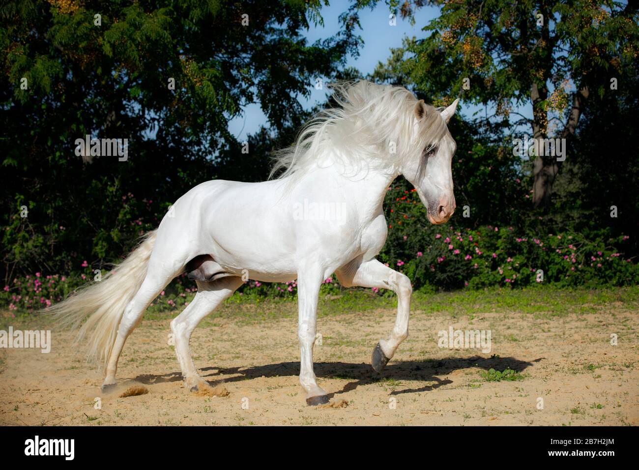 Spanish grey stallion on the move, Andalusia Stock Photo - Alamy