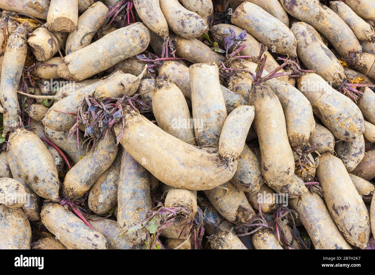 Cylindra beet, beetroot, Baden-Wuerttemberg, Germany Stock Photo - Alamy