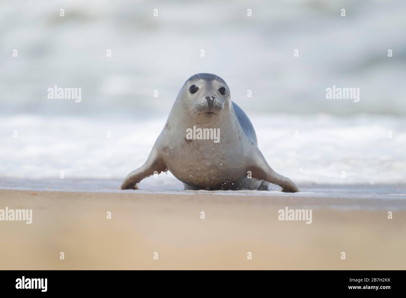 Common seal phoca vitulina adult animal on a beach hi-res stock ...