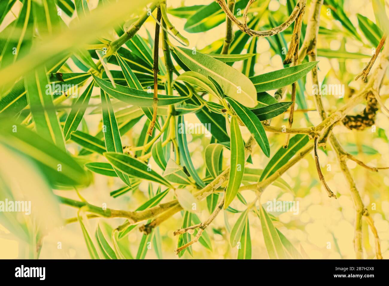 Botanical background, olive tree branches and leaves in summer ...