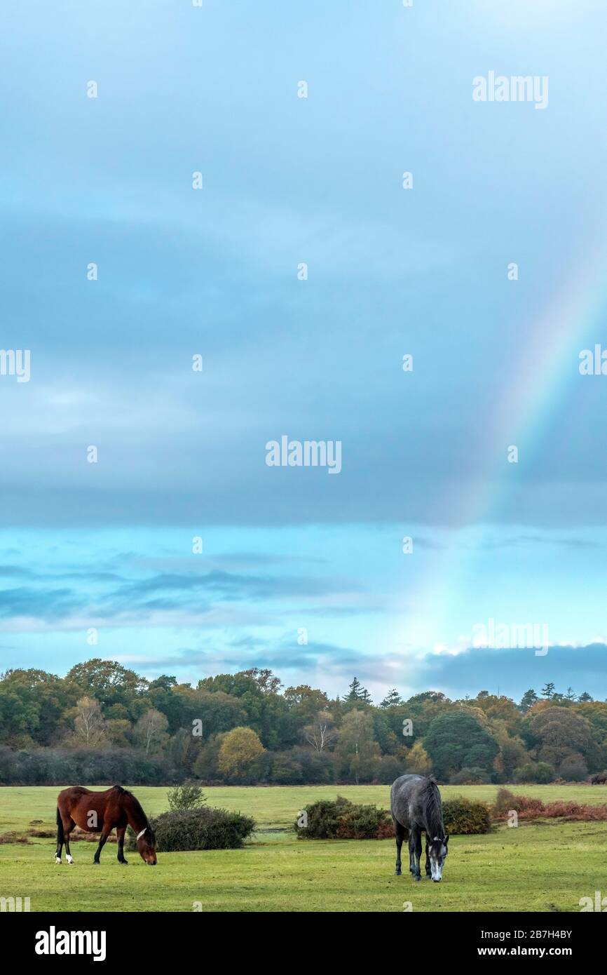 New forest pony and rainbow hi-res stock photography and images - Alamy