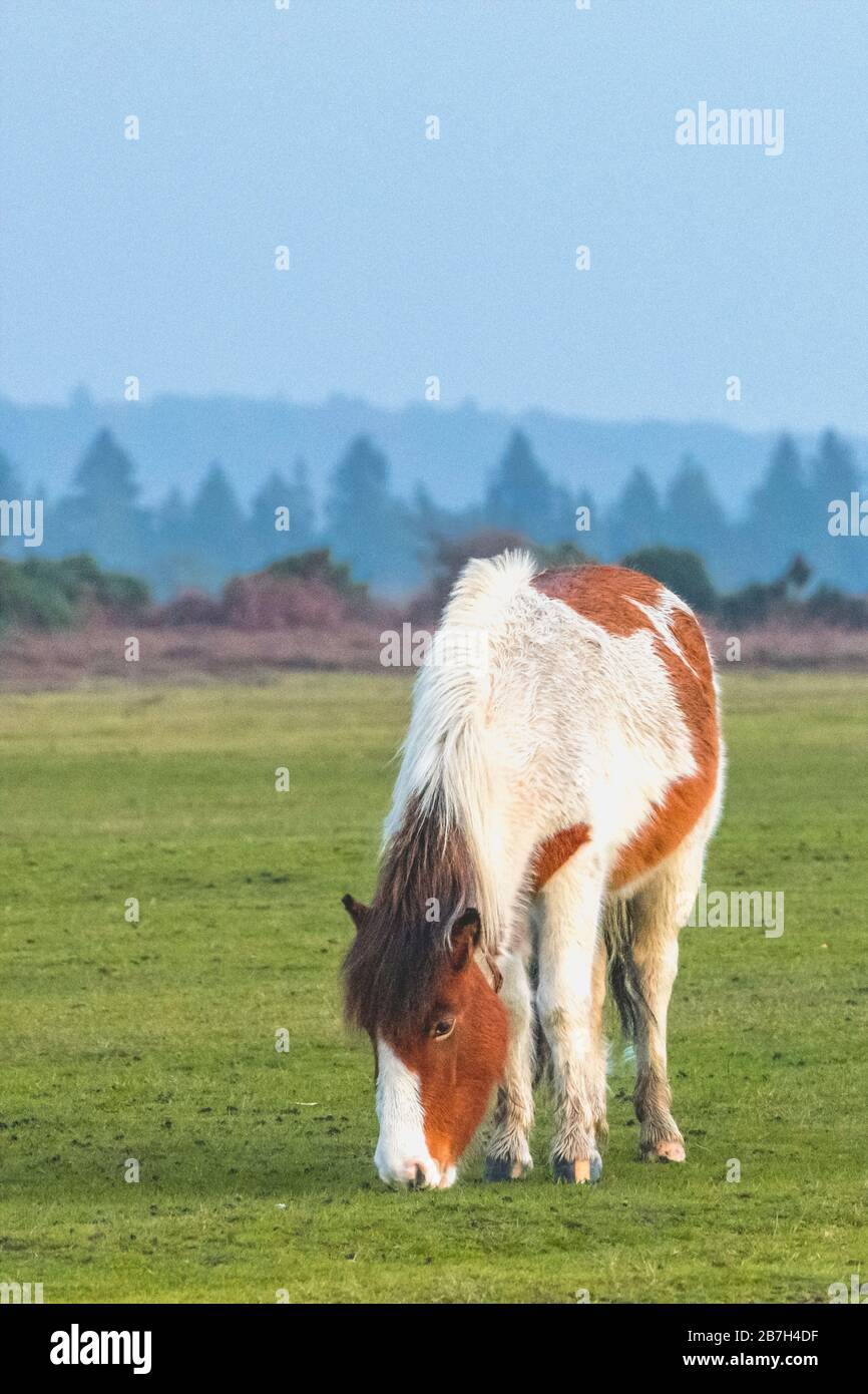 Pony eat on the grass at New Forest, Hampshire UK Stock Photo - Alamy
