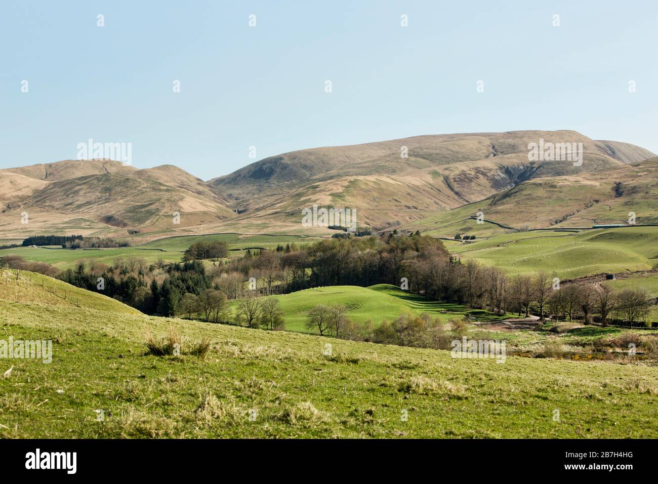 The Southern Uplands hills and Annandale showing newly planted conifer ...