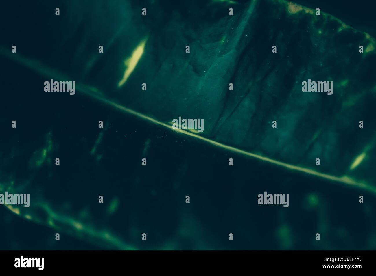 Green leaf texture as tropical botanical garden background, nature and ...