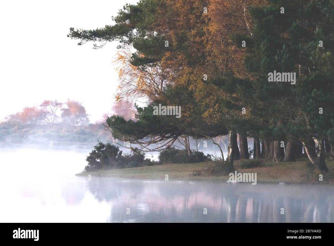 Hatchet Pond, New Forest National Park, UK Stock Photo - Alamy