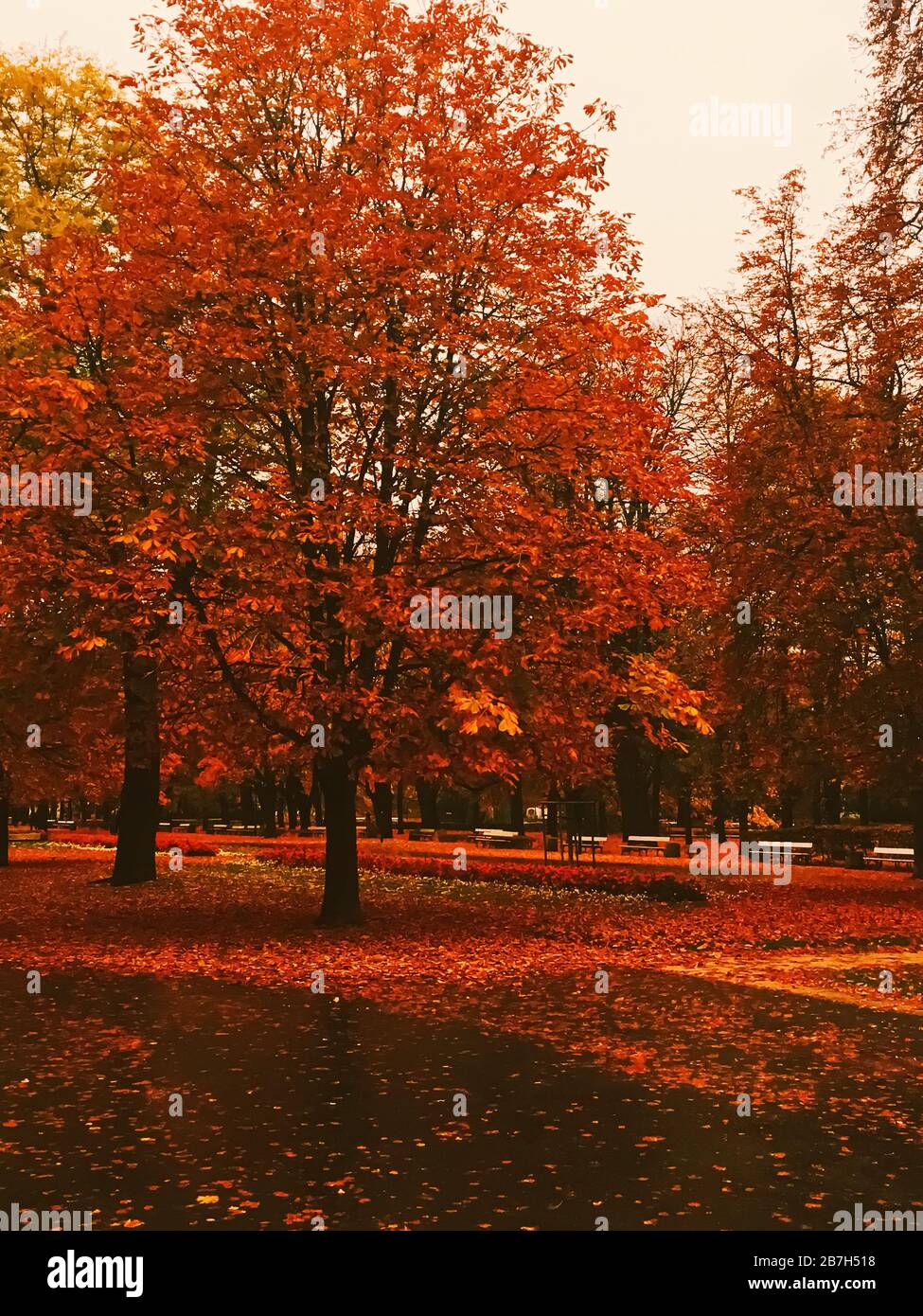 Autumn nature in park, fall leaves and trees outdoors, beautiful season ...