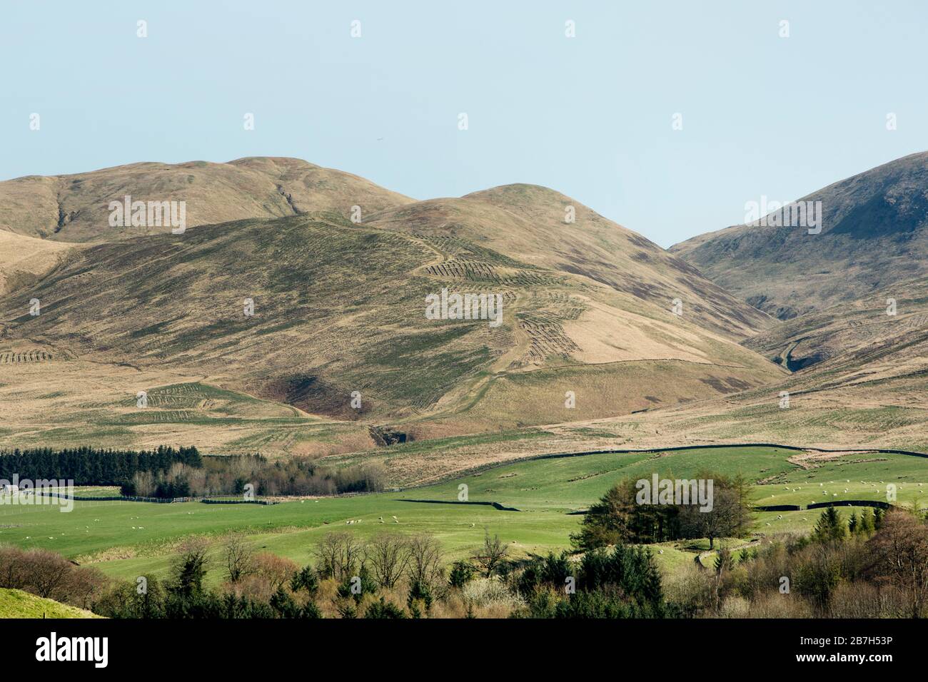 The Southern Uplands hills and Annandale showing newly planted conifer ...
