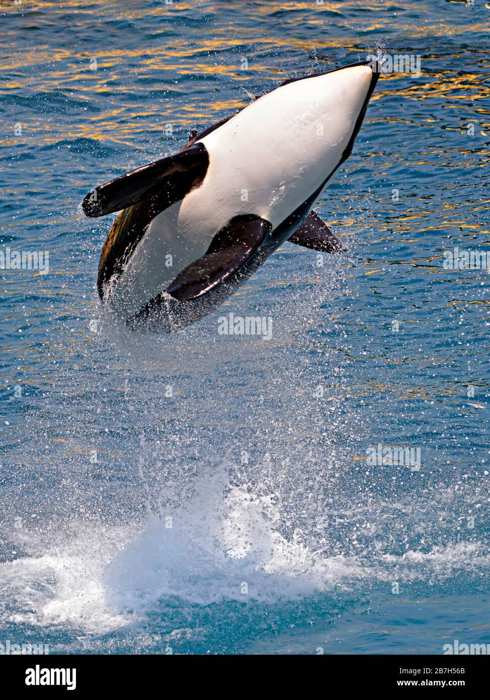 Orca whale jumping out of water hi-res stock photography and images - Alamy