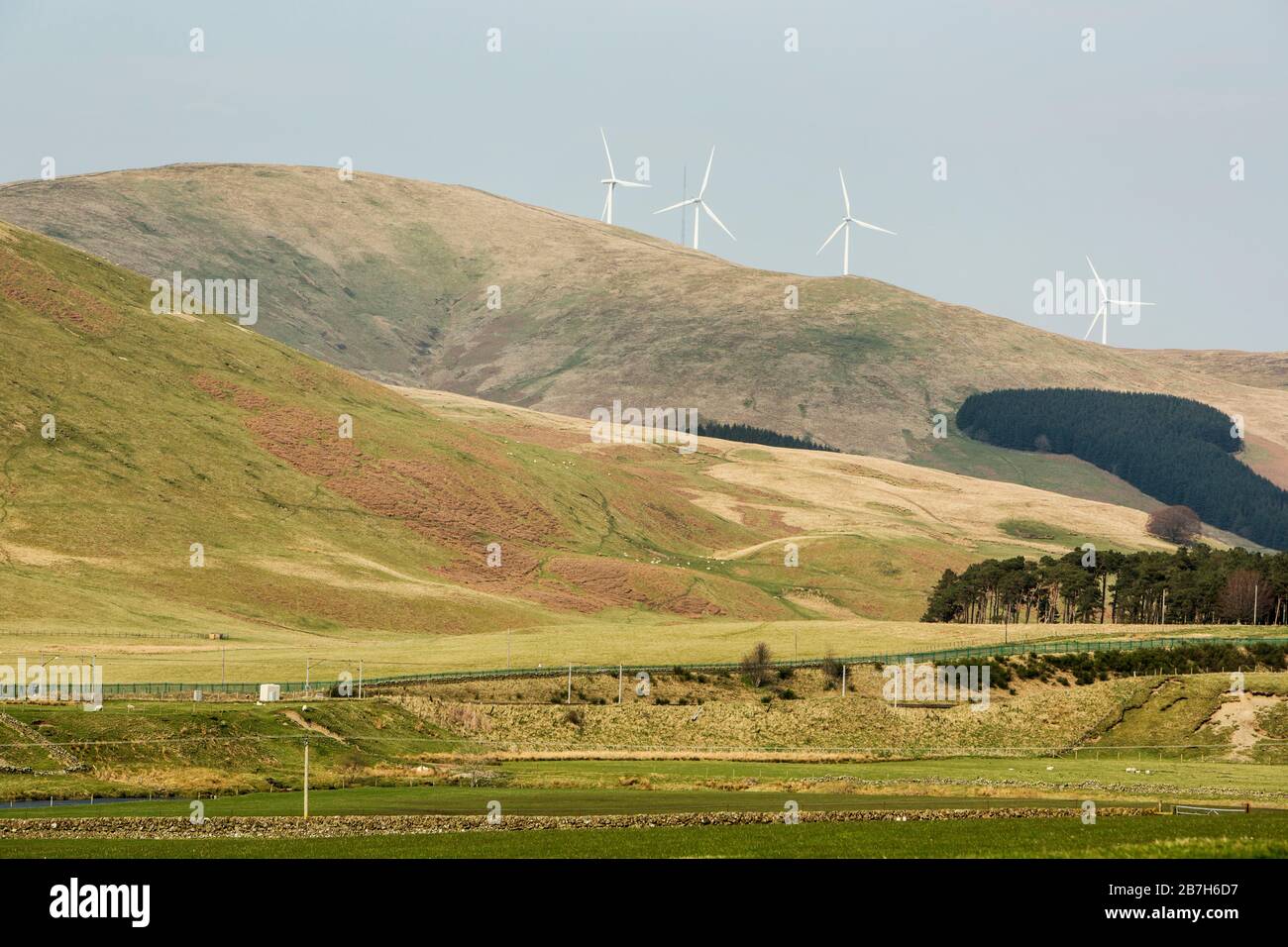 The Southern Uplands hills and Annandale showing newly planted conifer ...