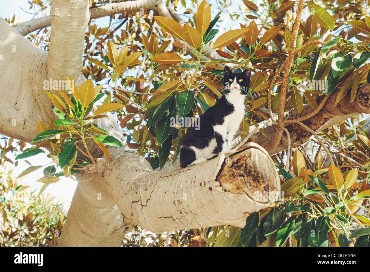 Curious cat sitting on olive tree branch in summer, animals and nature ...