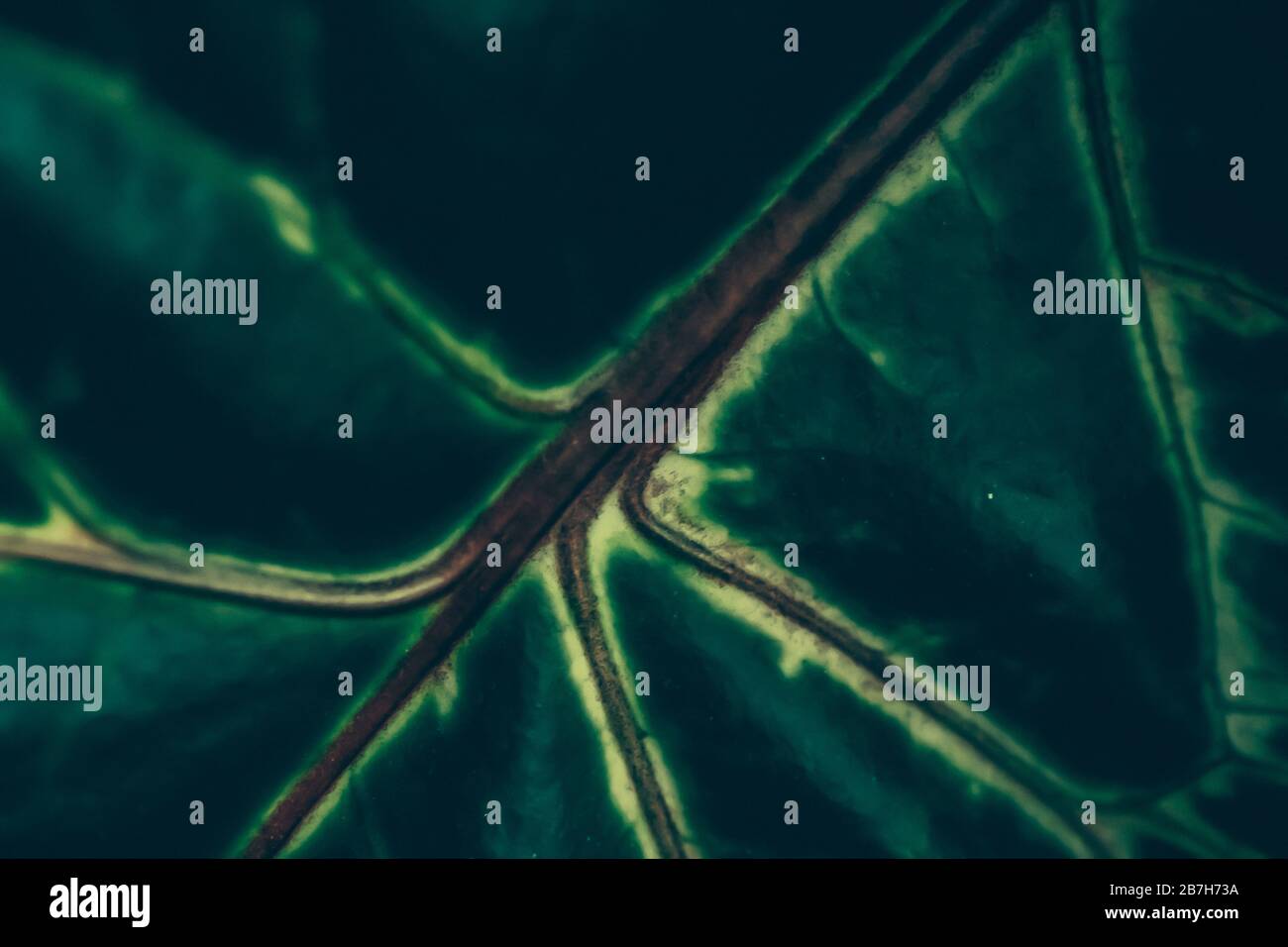 Green leaf texture as tropical botanical garden background, nature and ...