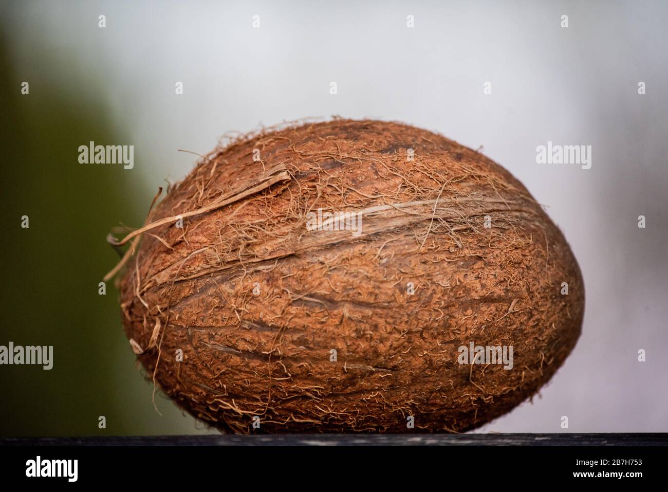 Coconut. fruits of the tree are used not only for cooking, but also for ...